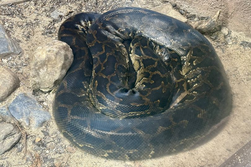 Gaboon viper and puff adder found abandoned in Irish home spark exotic ...