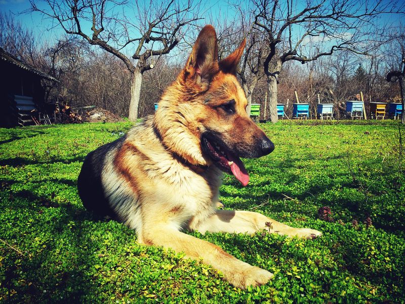 7 dog breeds that thrive on routine and 6 that love chaos