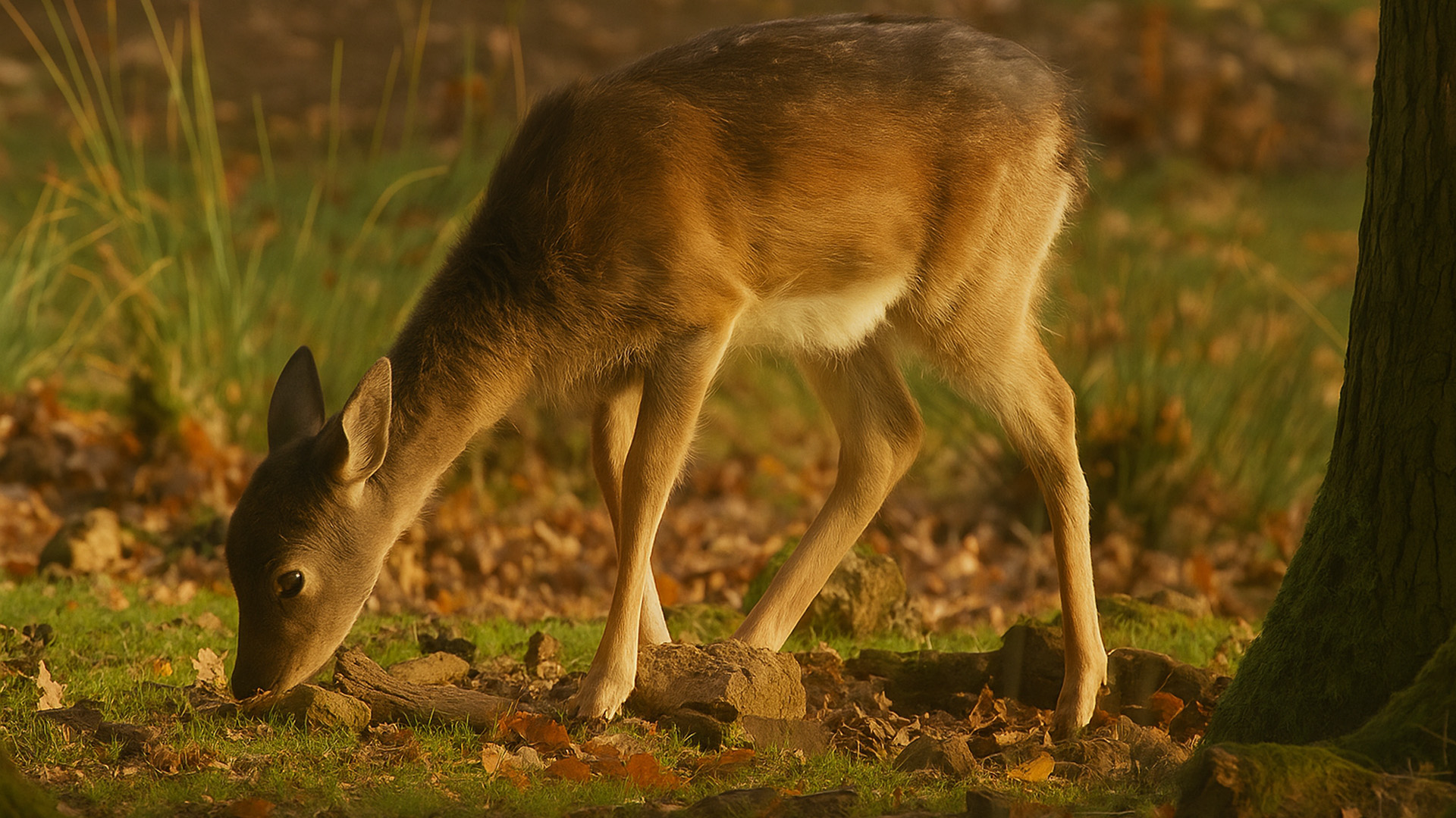 Gentle steps on fallen leaves
