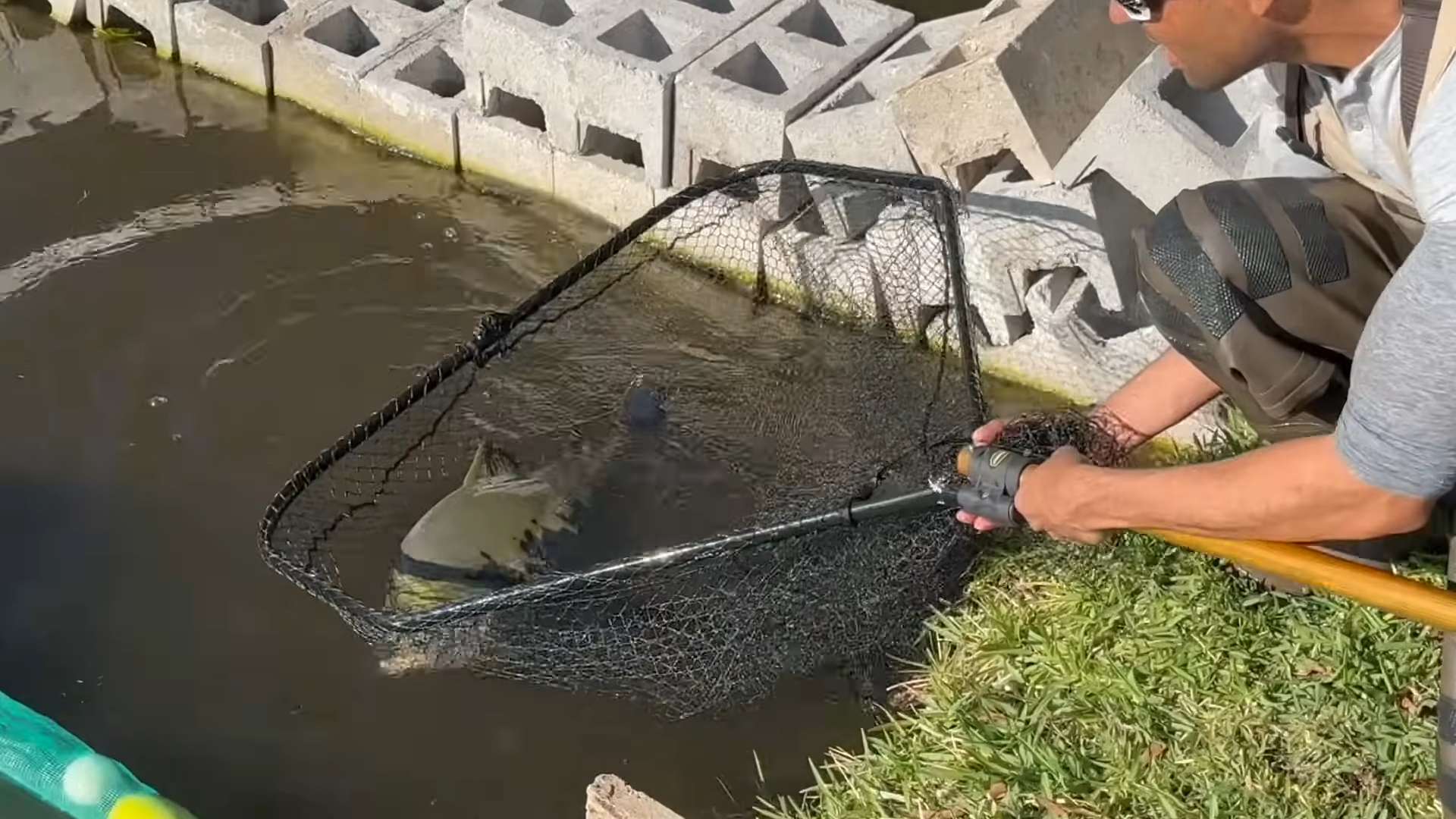 What happens when piranha take over your pond