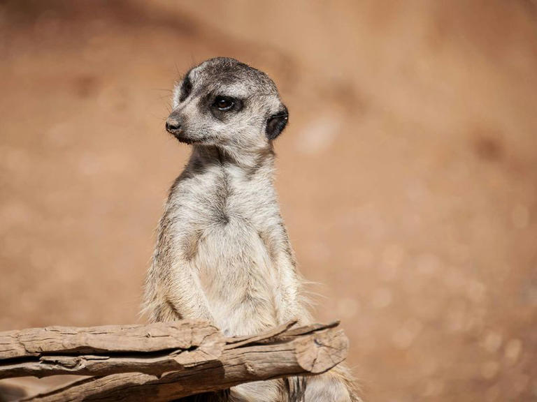 The incredible way meerkats train their young using mock danger