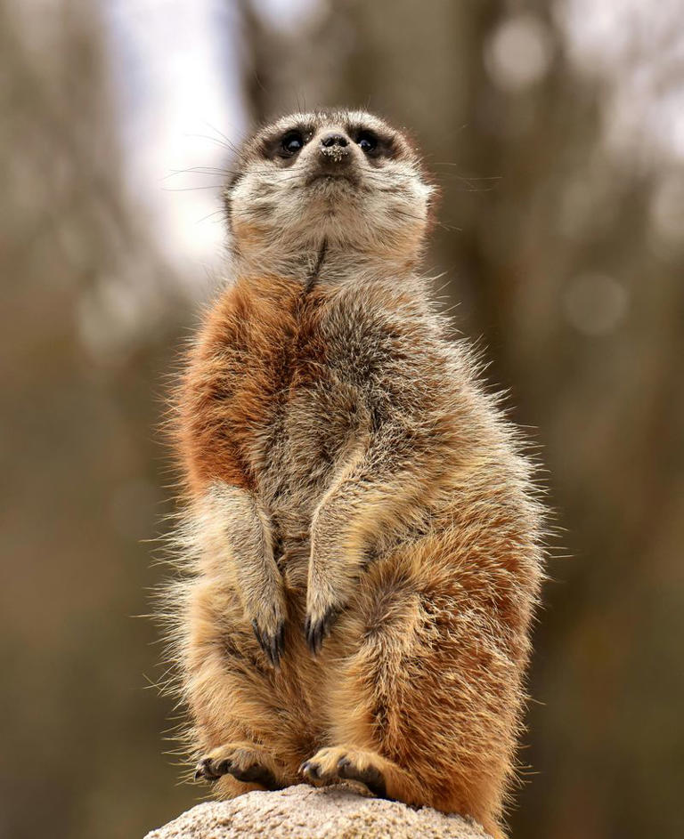 The incredible way meerkats train their young using mock danger