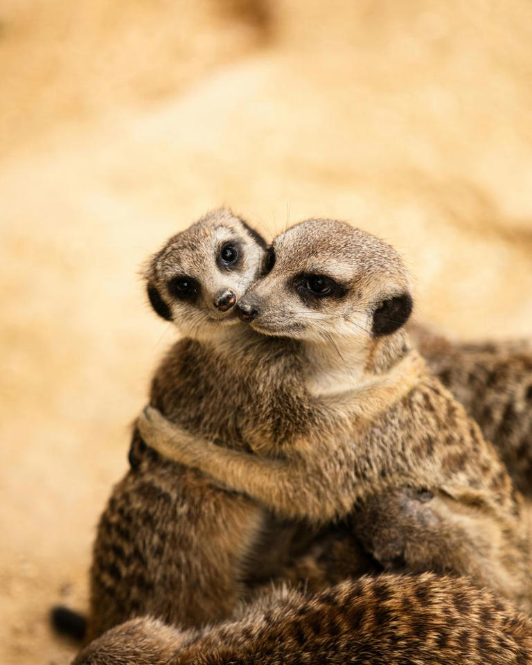 The incredible way meerkats train their young using mock danger
