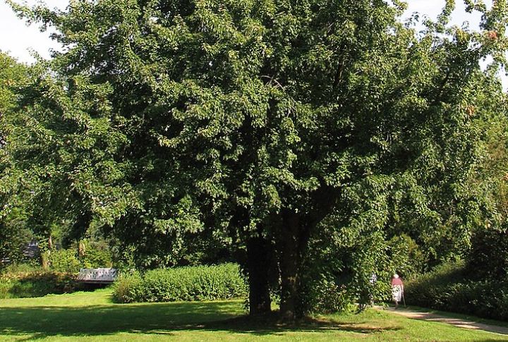 Steer clear! 15 trees that are bad news for your home