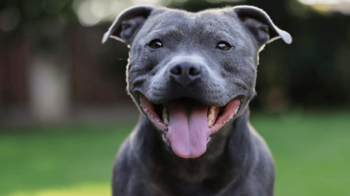 Your dog will do these 8 things when he's fallen in love with you (the ...