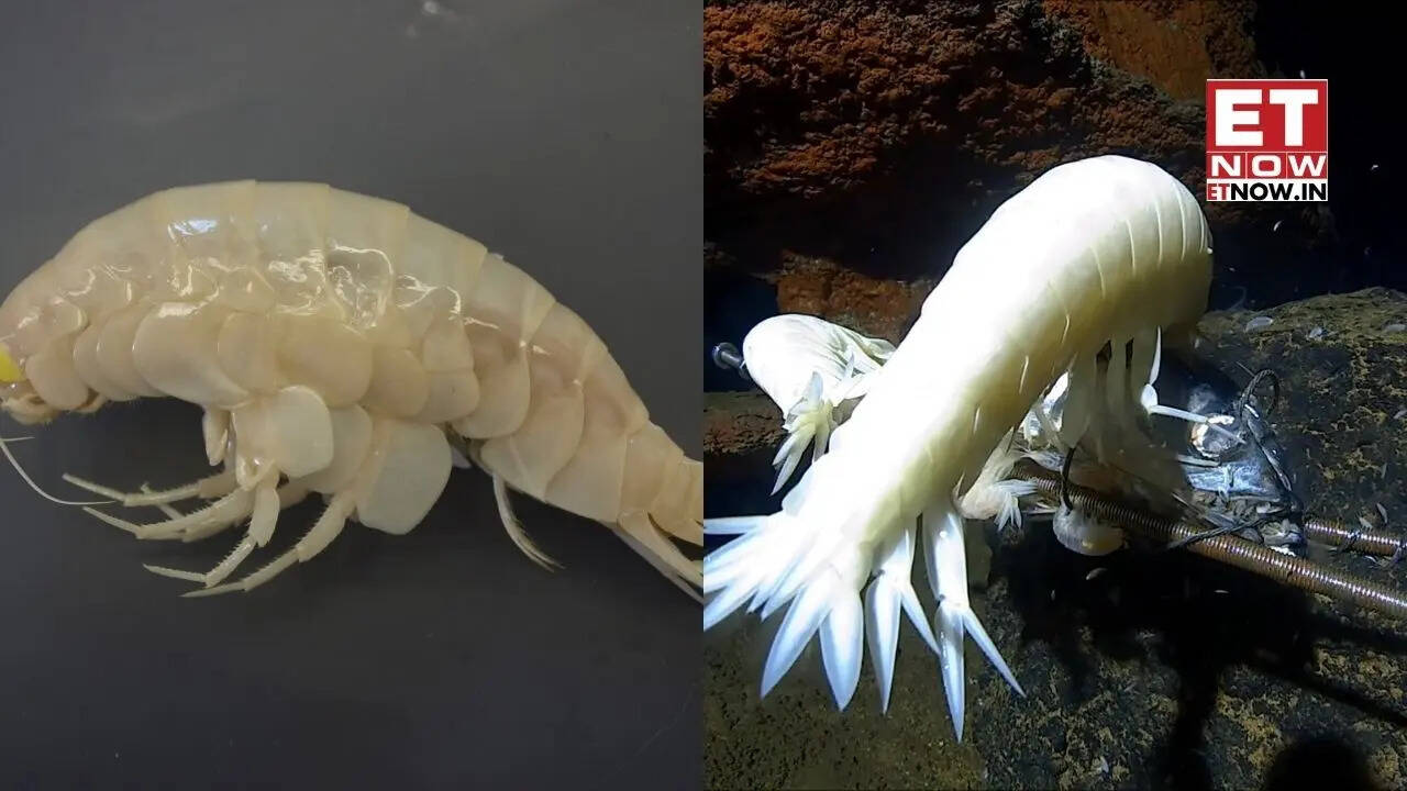 Alicella gigantea distribution: How 'rare' deep-sea giant turned out to ...