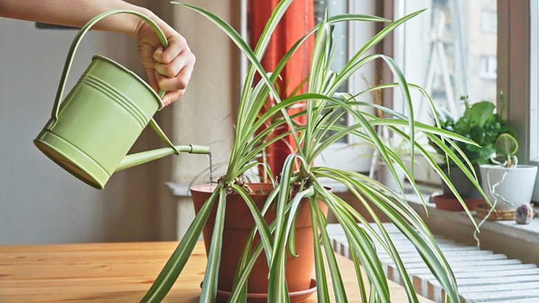 Tell-tale signs that your spider plant isn't getting enough water