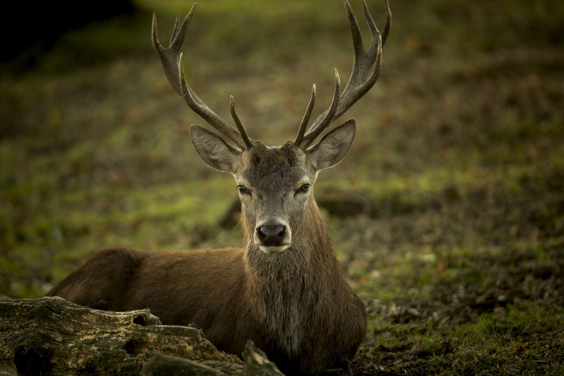 Reindeer face grave threats
