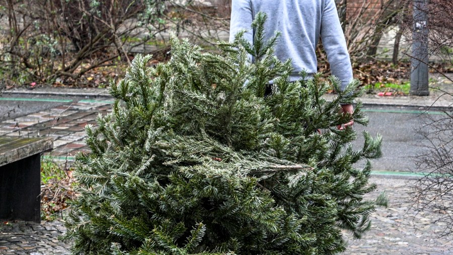 Recycle Christmas trees in Muscatine