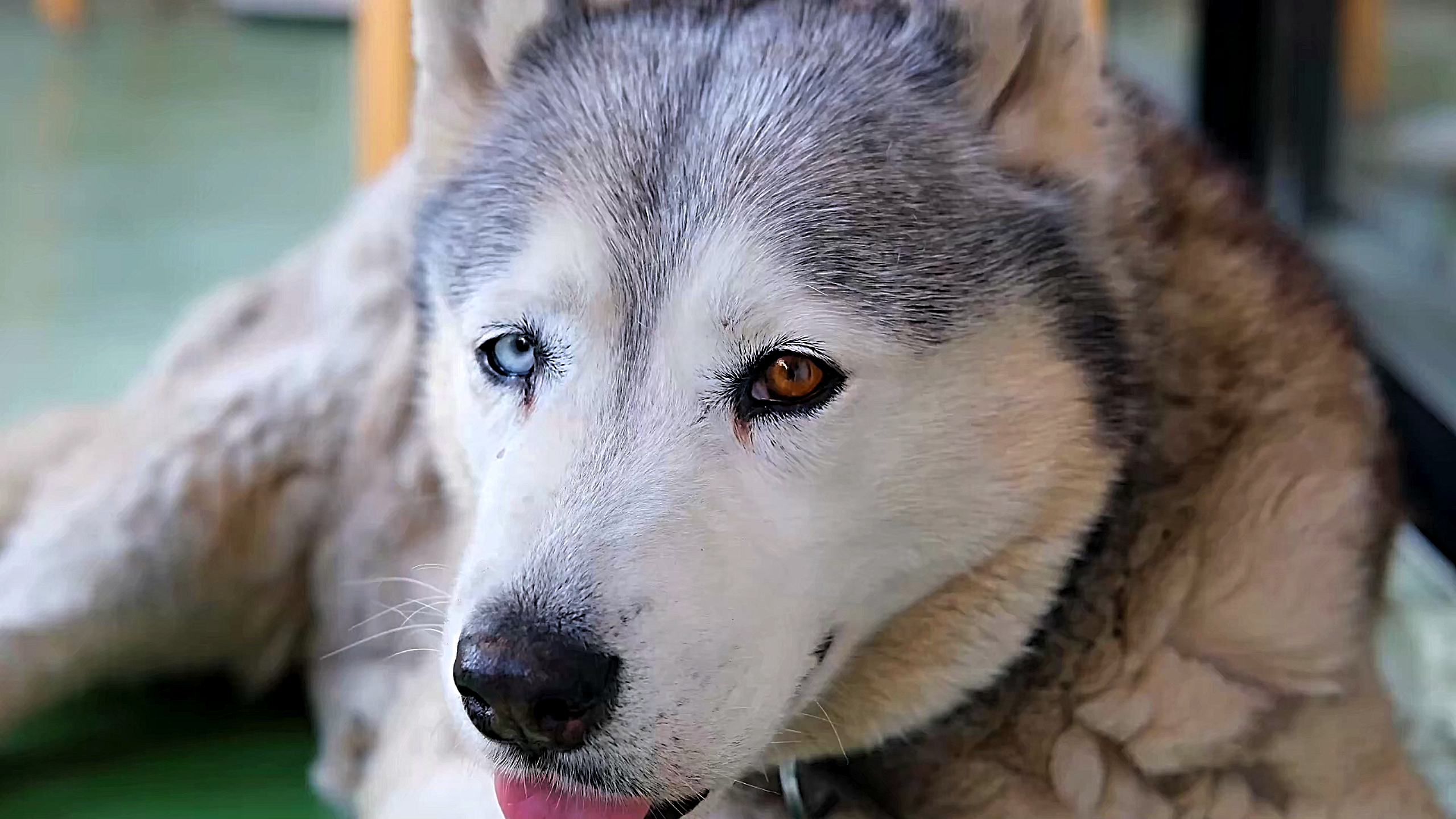 A wolf with angel eyes is captured in a close-up by camera