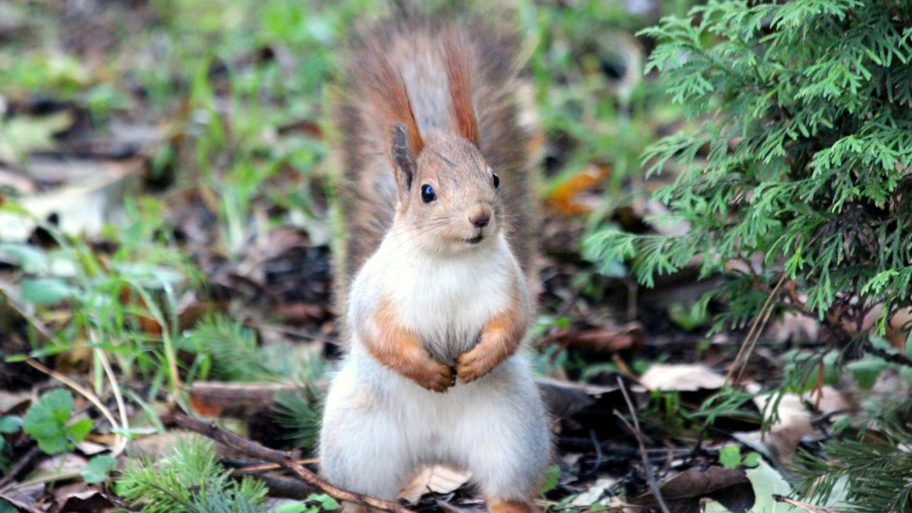 Squirrels can recover 85% of the nuts they hide, here's how