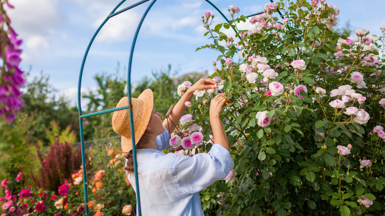 The actual difference between deadheading and pruning