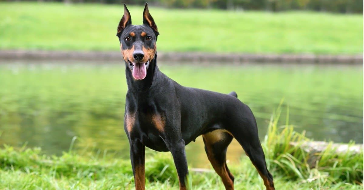 Dog breeds that will protect you on the trail, even from a mountain lion