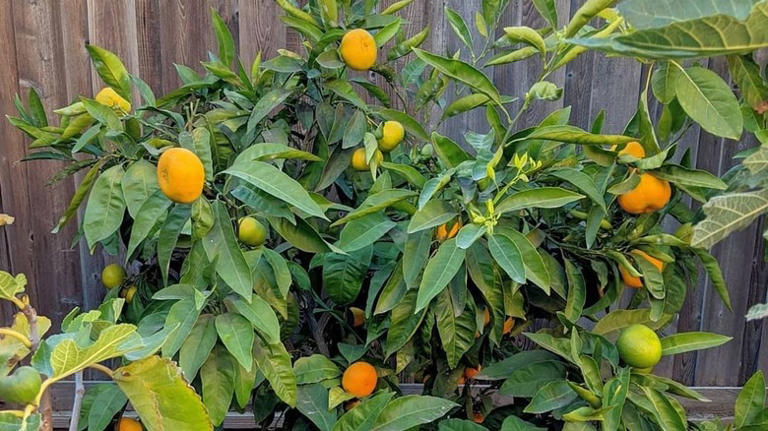 The fragrant citrus tree that handles the cold better than most