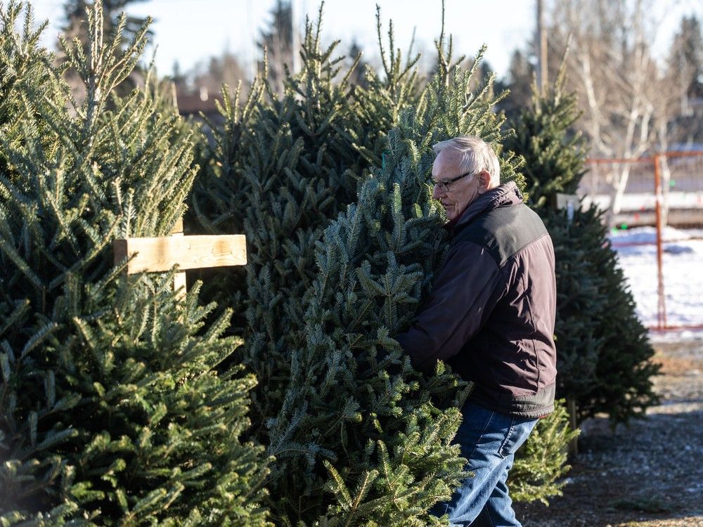 Have a real Christmas tree? Here is how to get rid of it