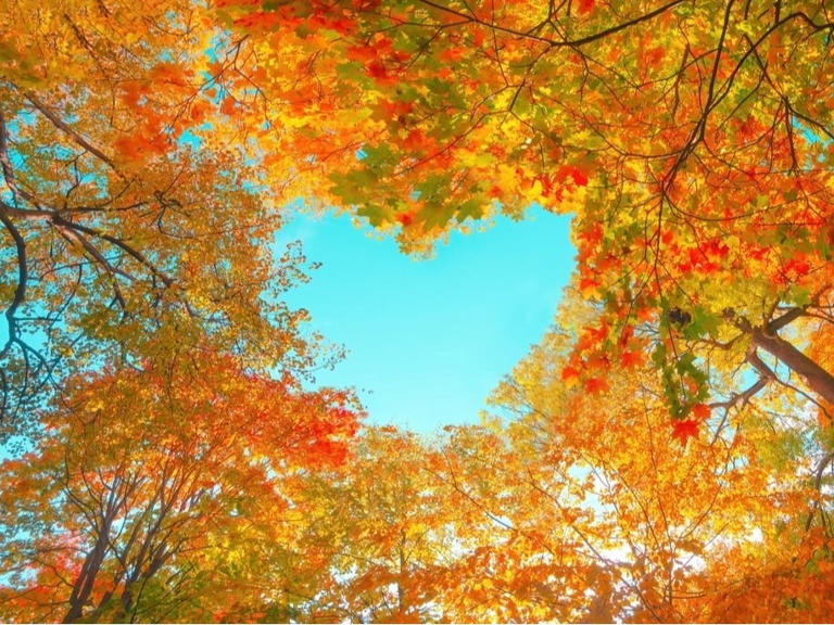 New tree ordinance imposes more rules to protect canopy in Princeton