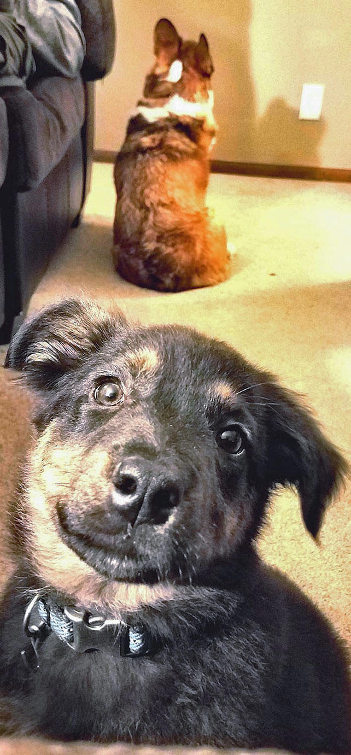 49 Dogs Who Had Their Perfect Lives Ruined After Their Owners Got Them