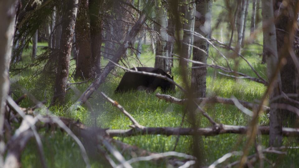 Today marks the conclusion of Florida’s first black bear hunt in decade