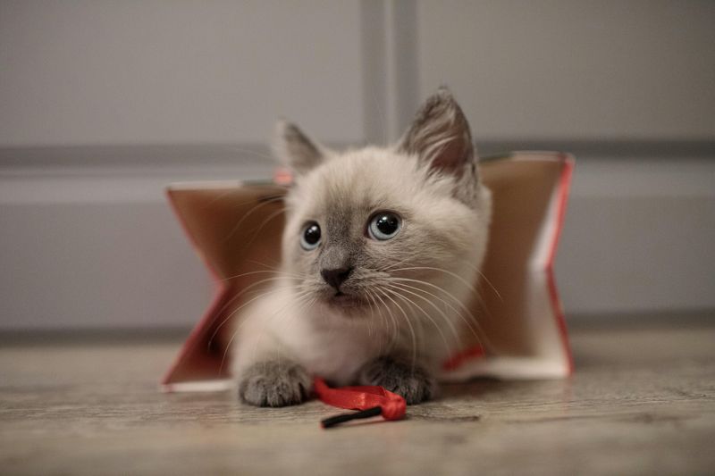 10 cats that don’t just purr – they communicate in Morse code