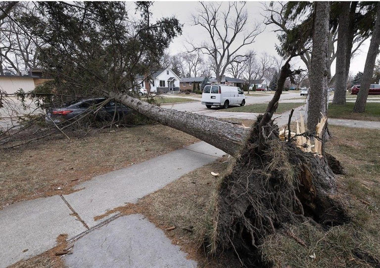 Strong winds topple trees, damage power lines across Windsor-Essex