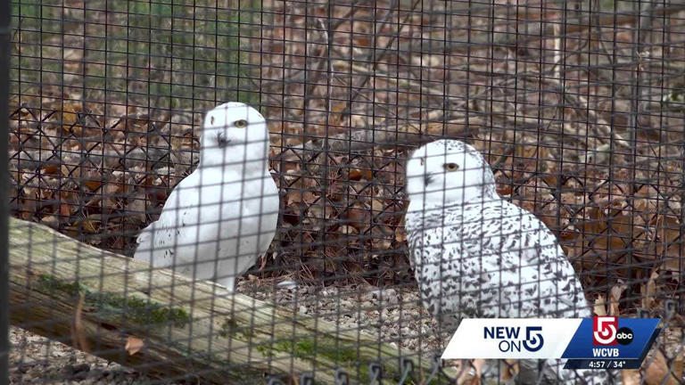 Meet the owl man who helps keep Boston's Logan airfield safe for travelers