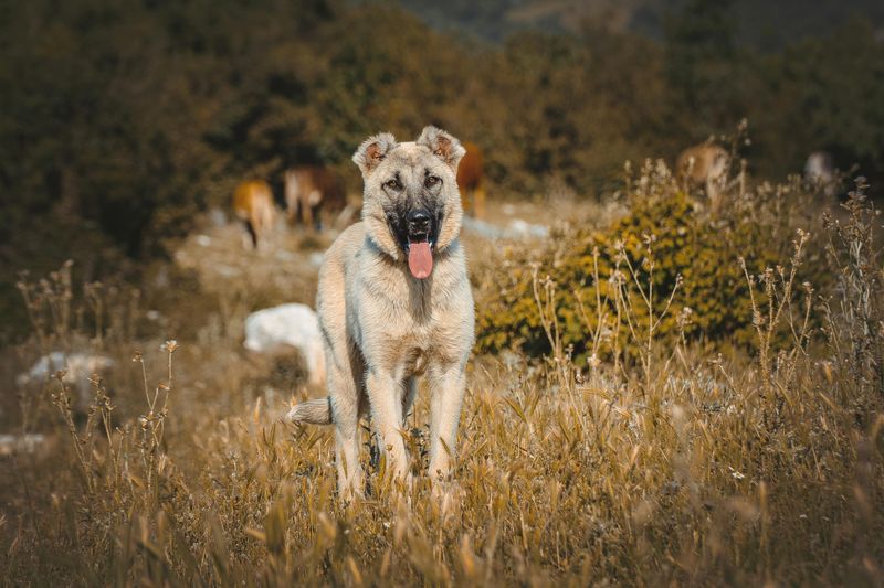 6 big, bold dogs no one wants to cross