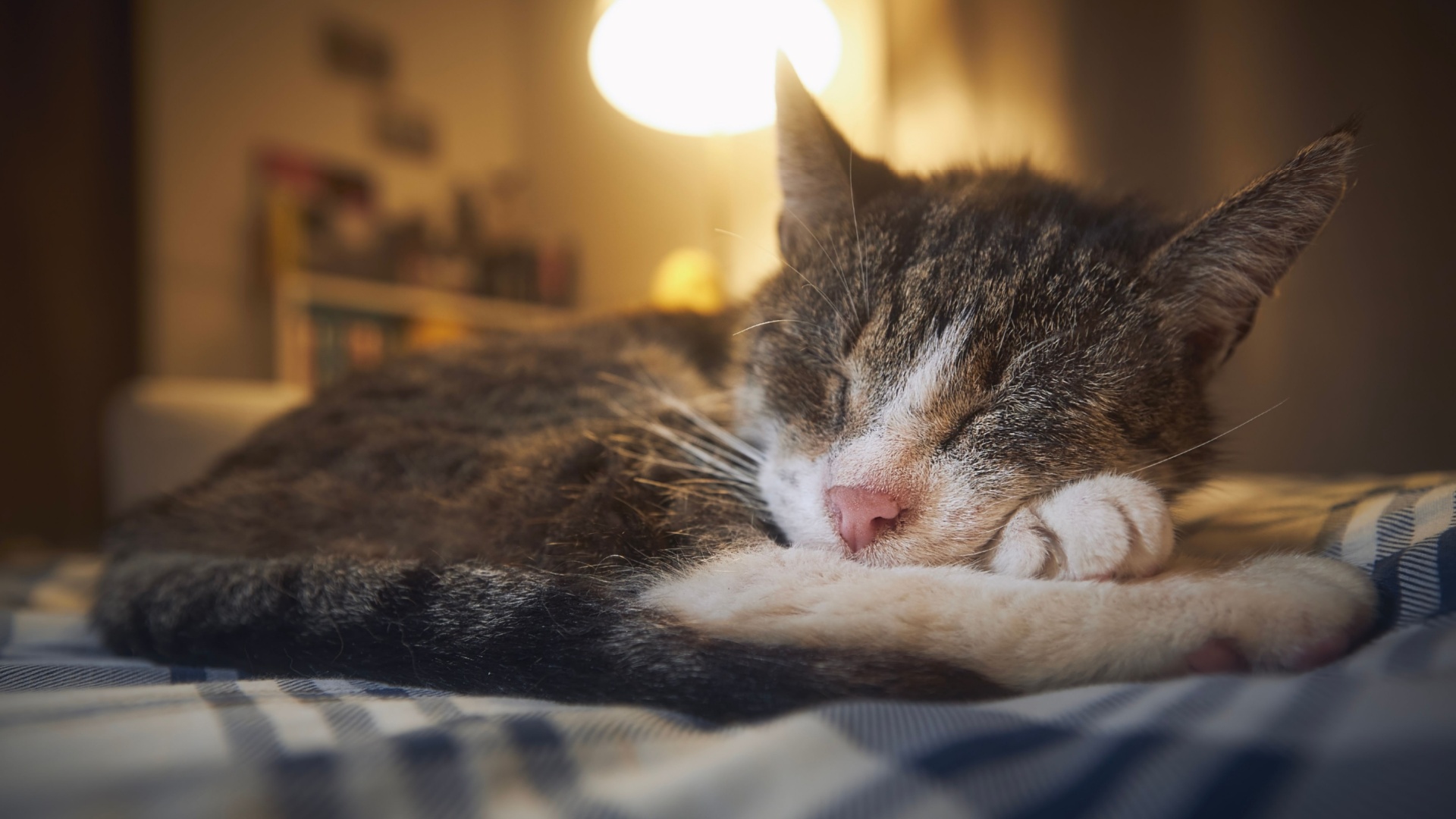 The warnings a cat leaves when it feels its life is ending