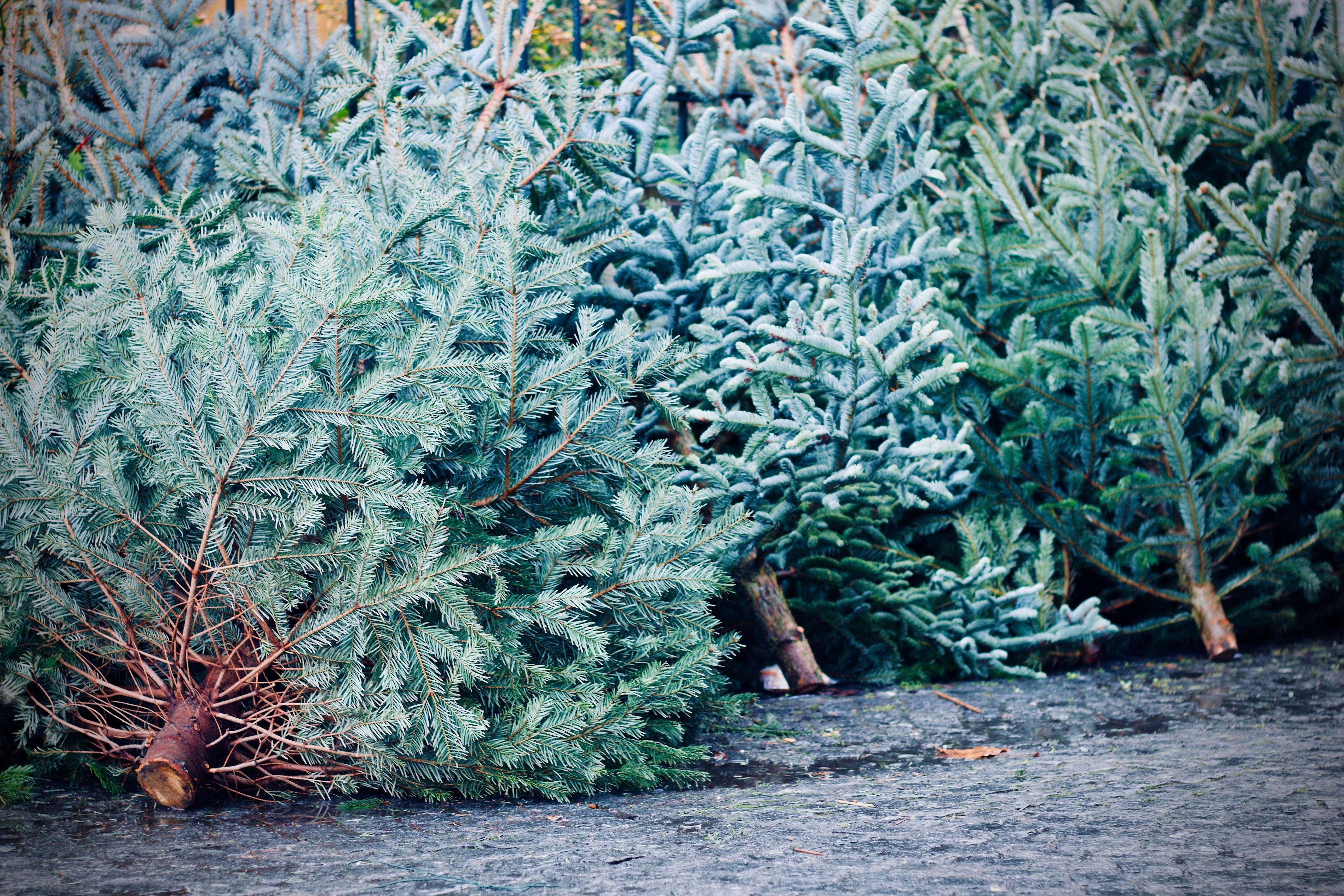 Where can you dispose of a live Christmas tree in St. Clair County? Try ...