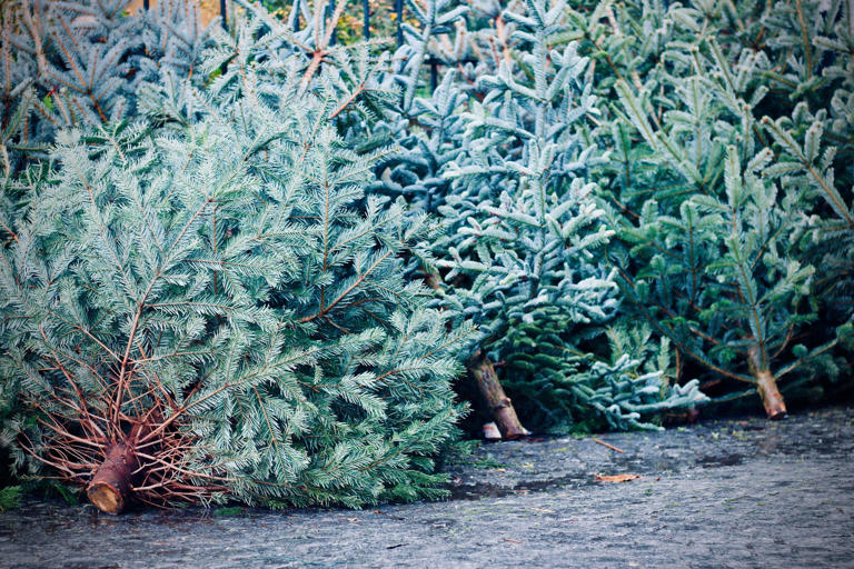 How do I recycle my Christmas tree in Miramar? When to put your tree on ...