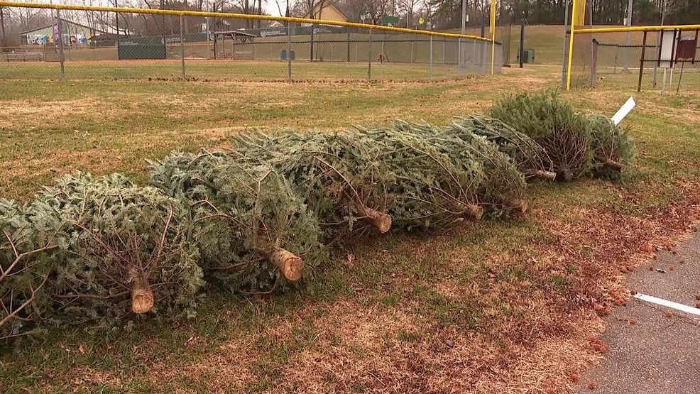 DC Public Works officials are turning discarded Christmas trees into ...