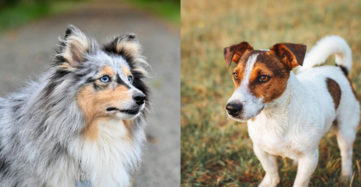 7 dog breeds that follow rules and 7 that constantly bend them