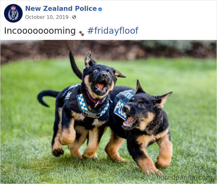 The New Zealand Police Is Winning Over The Internet With Their Adorable ...