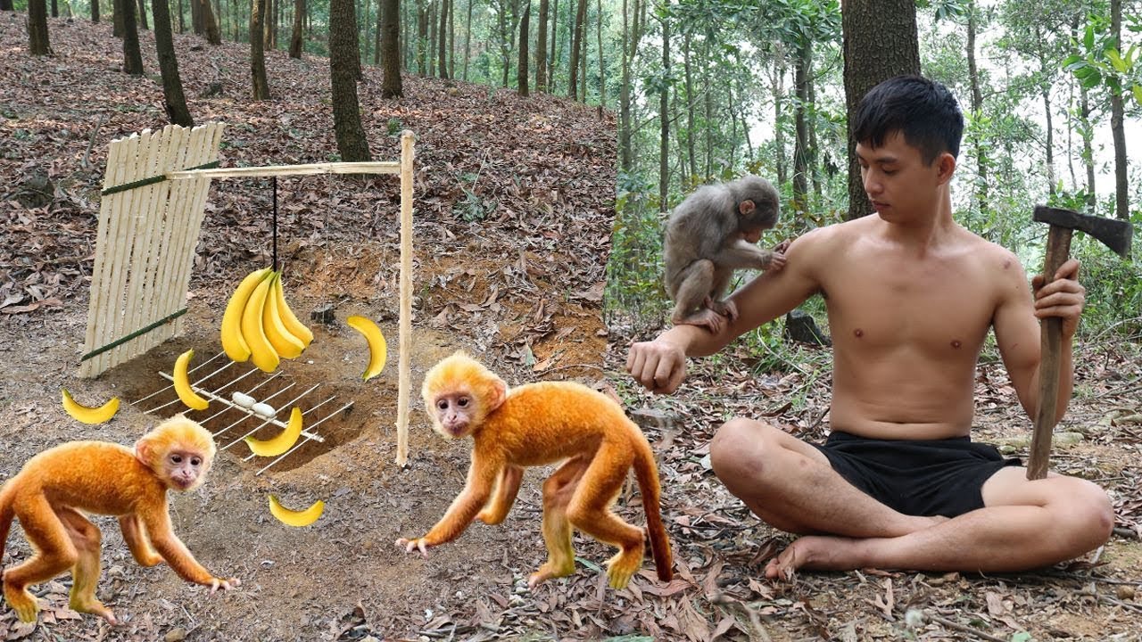 Primitive technology: Amazing quick monkey trap using bamboo