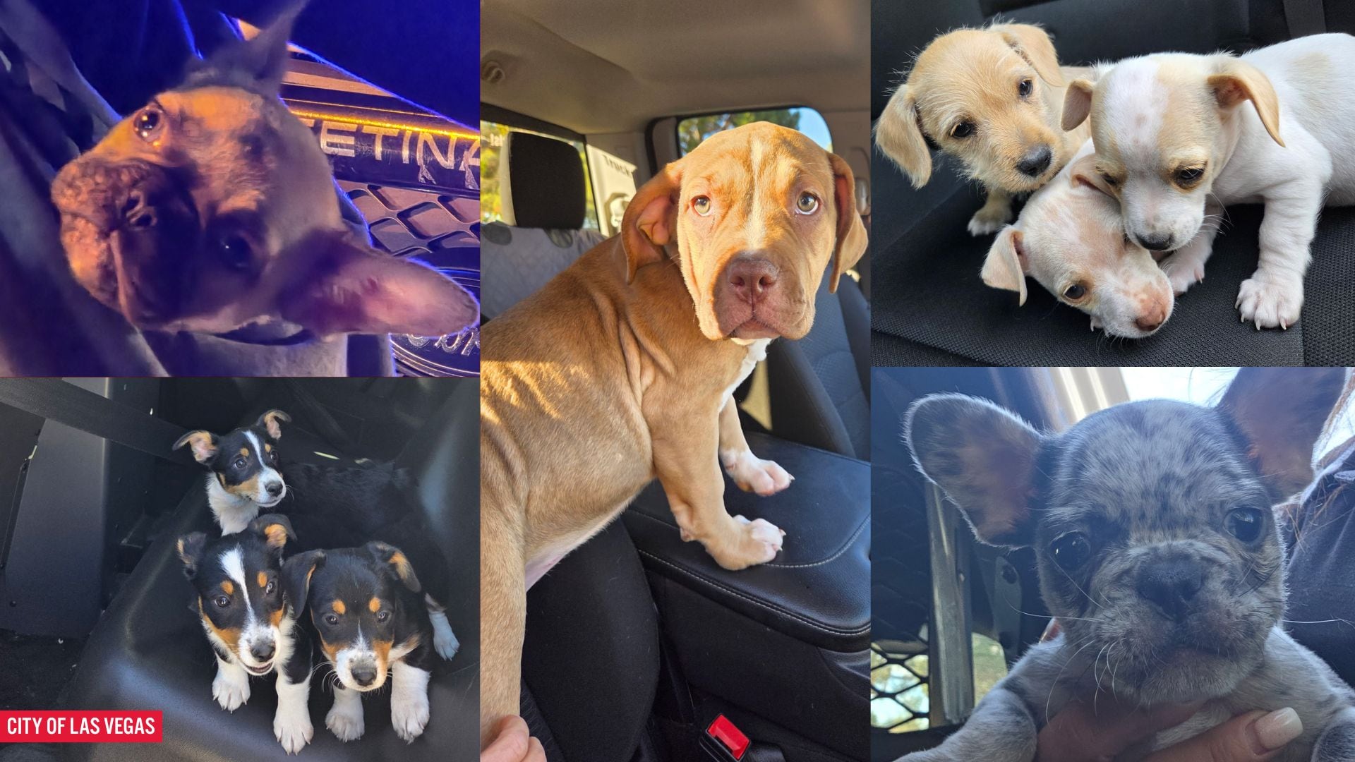 Operation Pawsitive Change recovers 28 puppies, issues 56 citations in 2025