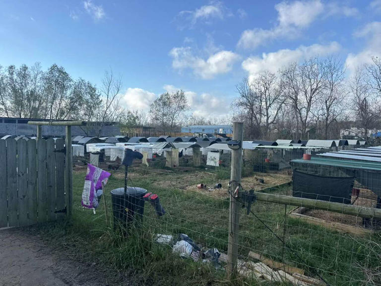 Massive illegal cockfighting operation found in Harris County