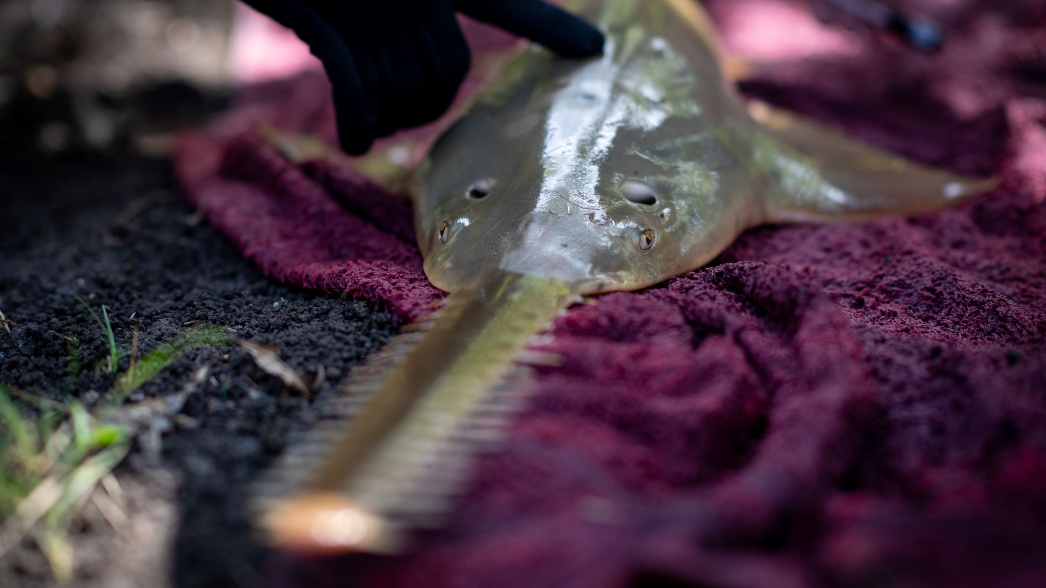 Charles Darwin University researchers leading the way in fight to ...