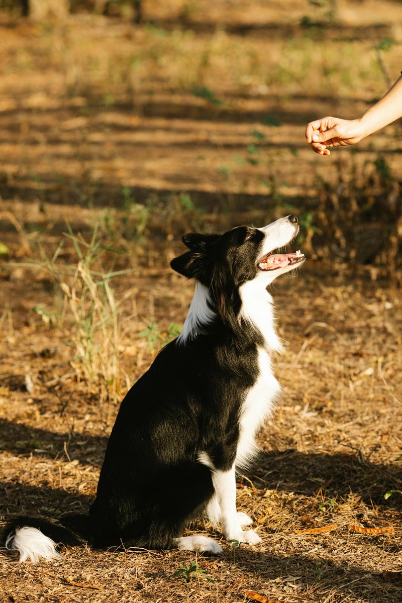 7 dog breeds that follow rules and 7 that constantly bend them
