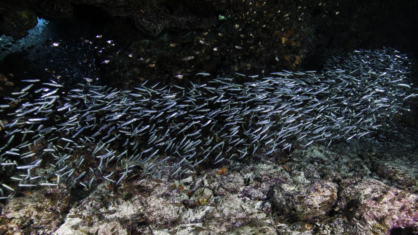 US 1 drops you into Key Largo first, and the living reef underneath it ...