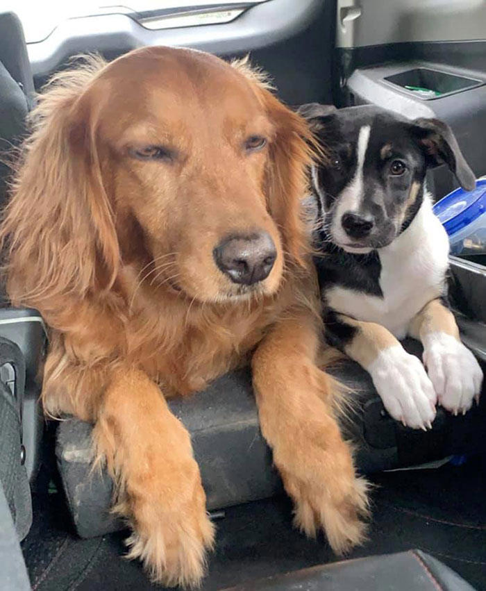 49 Dogs Who Had Their Perfect Lives Ruined After Their Owners Got Them