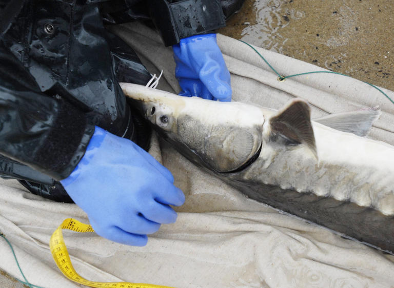 See some of the most unique items ever found on a shipwreck lost at sea