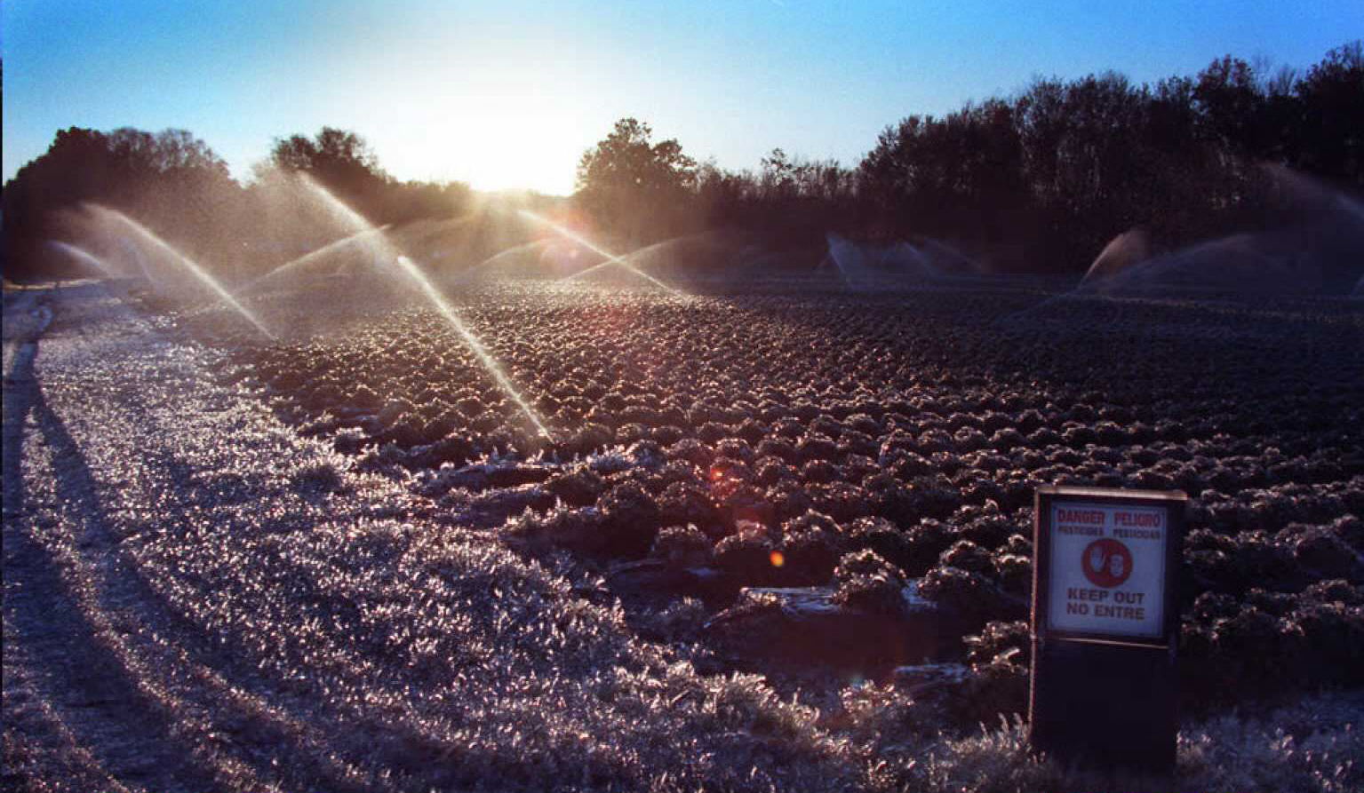 Florida freeze warning map shows cities facing chilly temperatures
