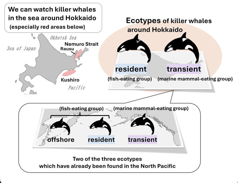 Genetic study reveals two killer whale ecotypes near Hokkaido waters