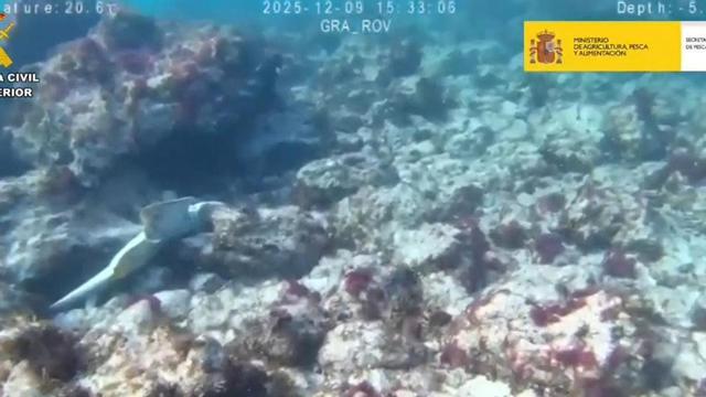 Una red de pesca ilegal captura tres tiburones angelotes en Lanzarote
