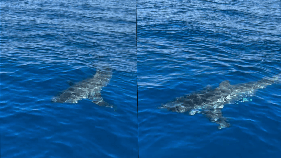 Great white shark spotted off the coast of Palm Beach County