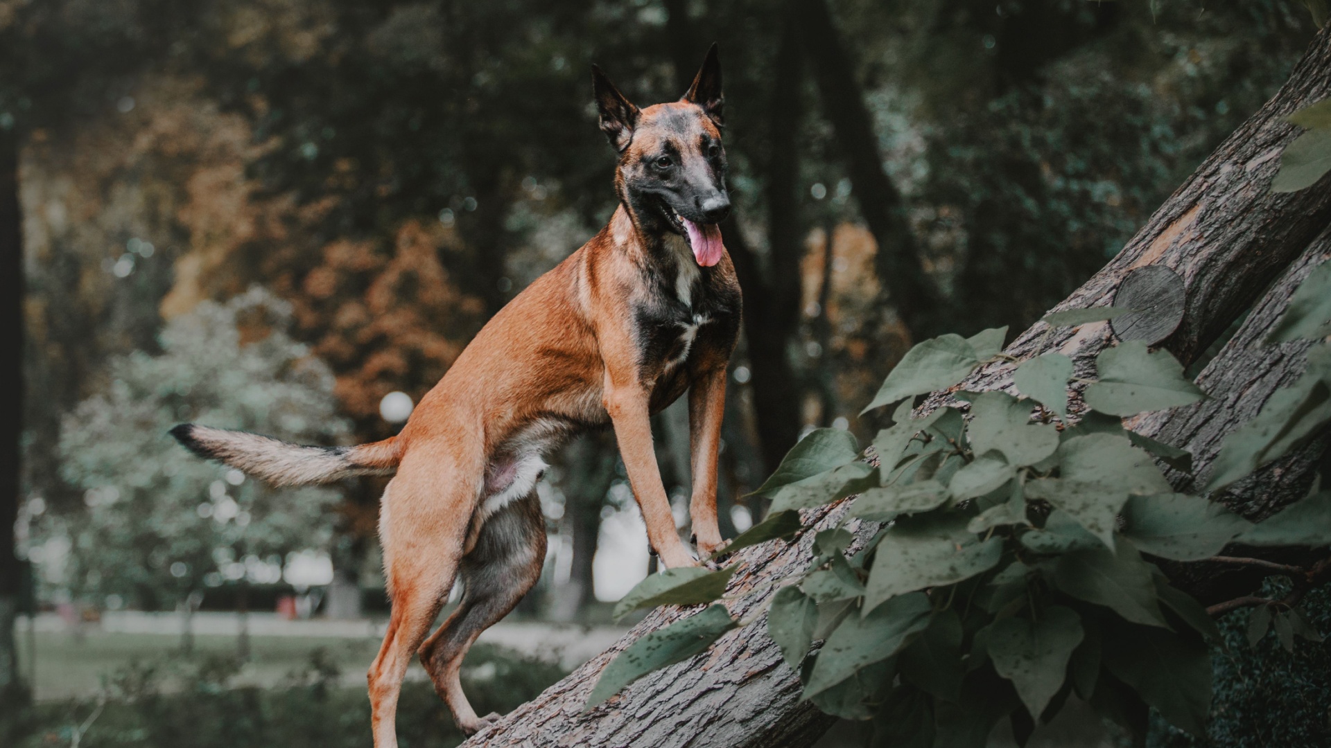 8 dog breeds that treat every stranger with suspicion at first