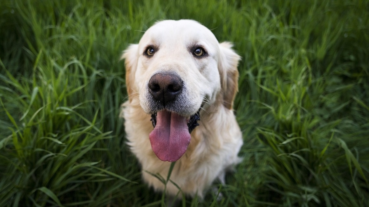 9 realidades sobre los perros que muchos dueños prefieren ignorar