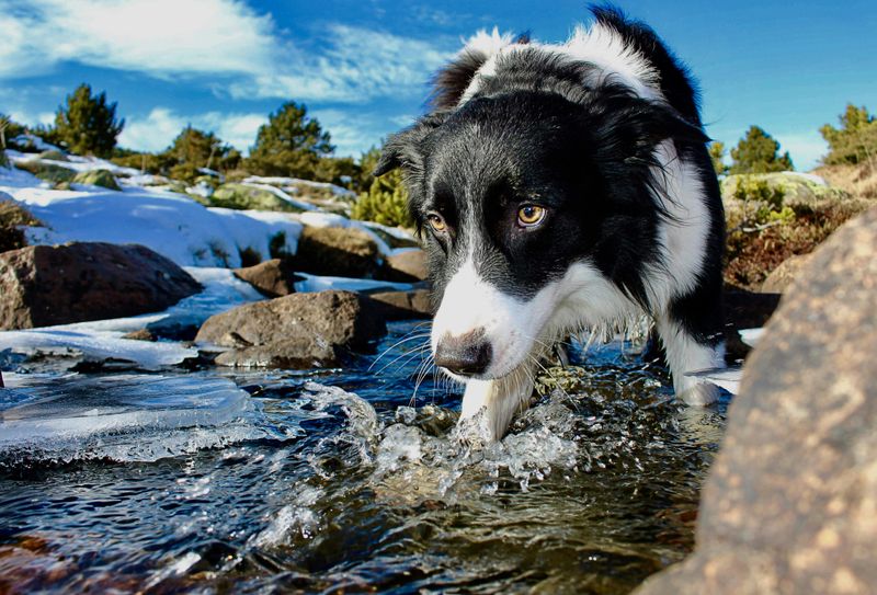 7 dog breeds that follow rules and 7 that constantly bend them
