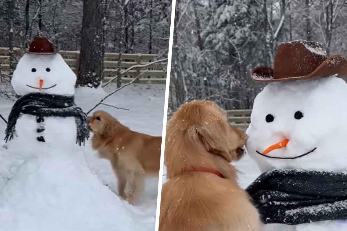 Dog meets happy snowman in adorable winter scene – then she chooses ...