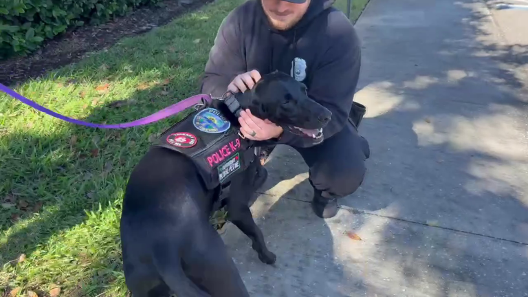 Gulfport PD’s first therapy dog easing stresses of officer, community ...