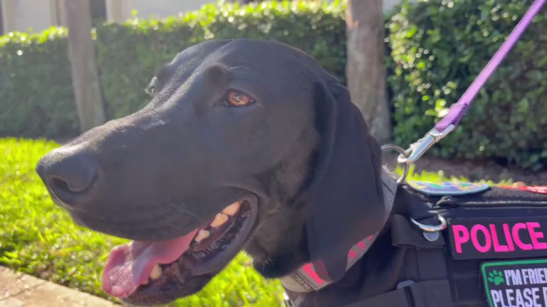 Gulfport PD’s first therapy dog easing stresses of officer, community ...